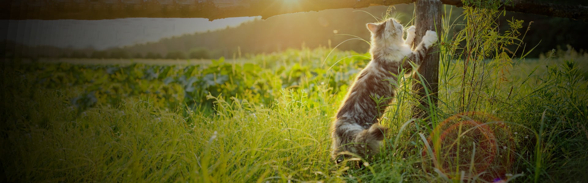 Why do Cats Scratch? – CatInfo.net