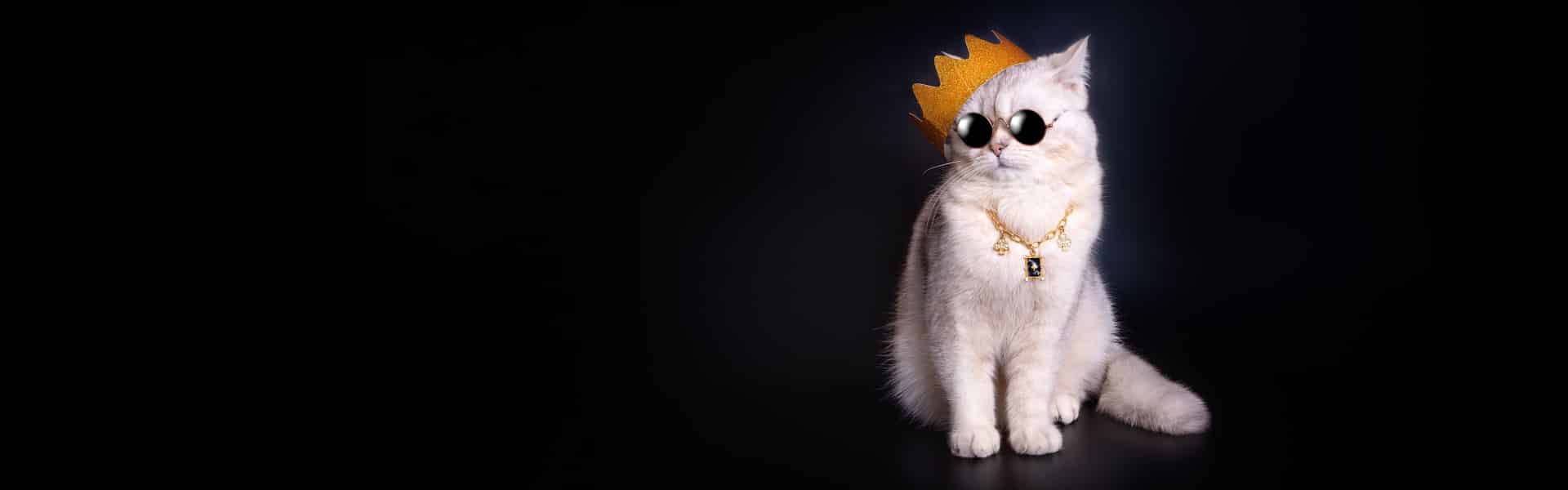 Proof! Cats rule the world… – CatInfo.net