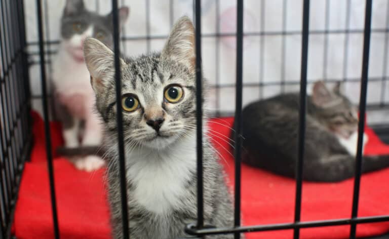 The Growing Problem of Cat Overpopulation – CatInfo.net