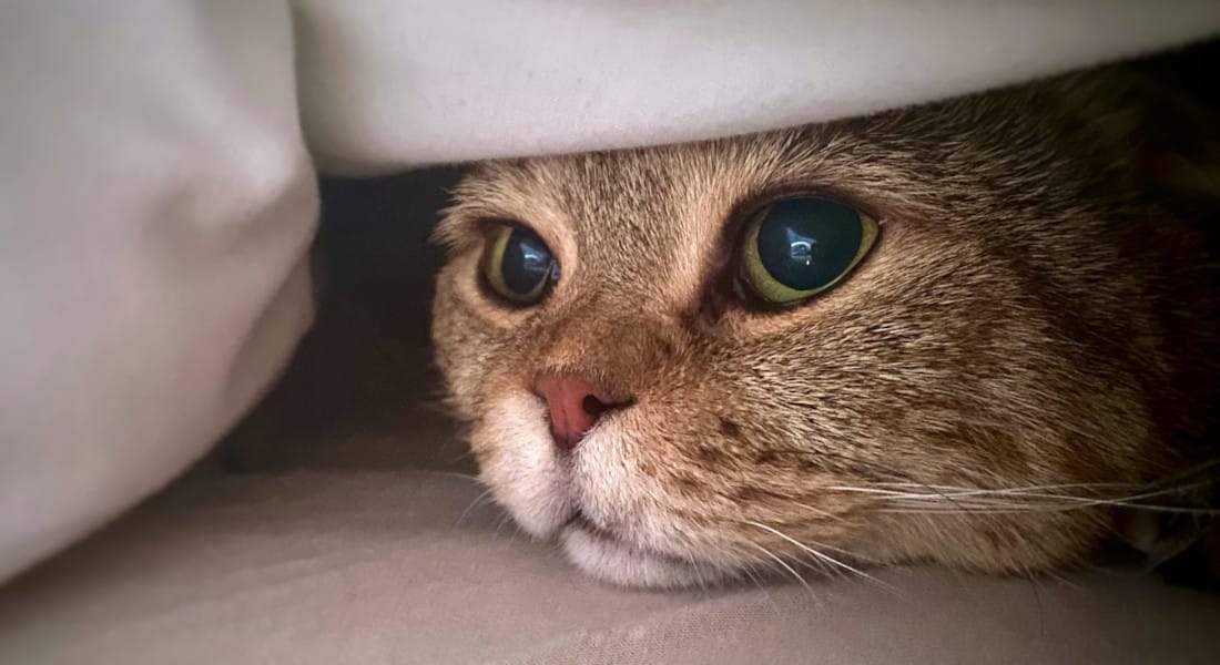 Decoding Feline Body Language – CatInfo.net