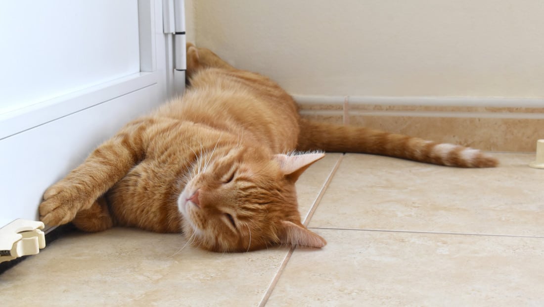 Here’s Why Cats Are Better than Humans – CatInfo.net