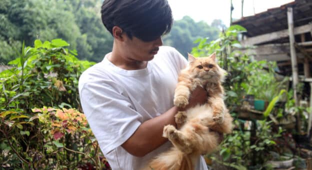 The Rise and Rise of Cats – CatInfo.net