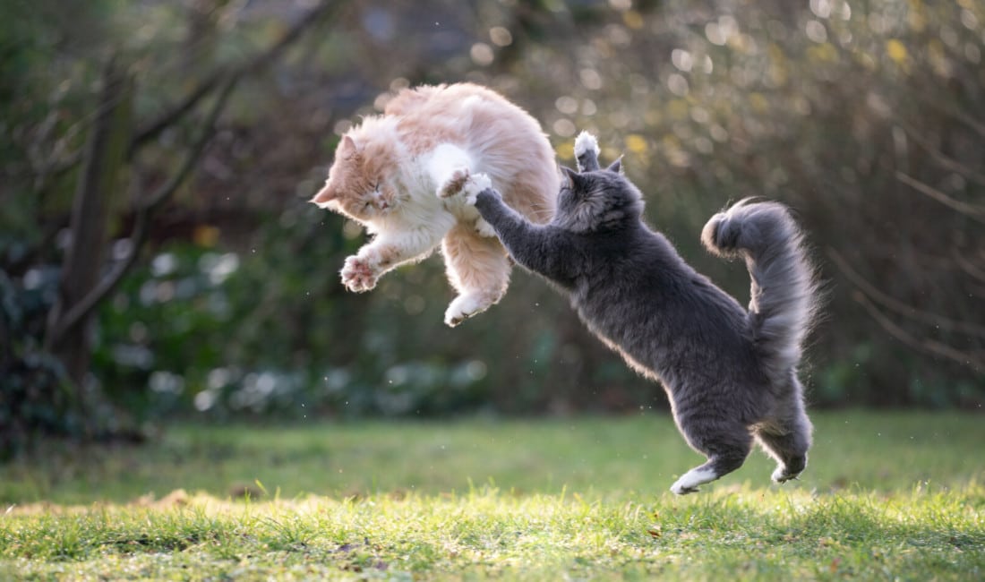 How to Introduce Two Male Cats – CatInfo.net